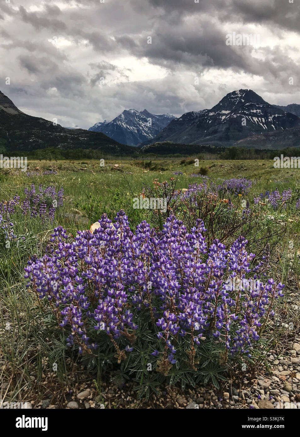 Purple Mountain Wildflowers