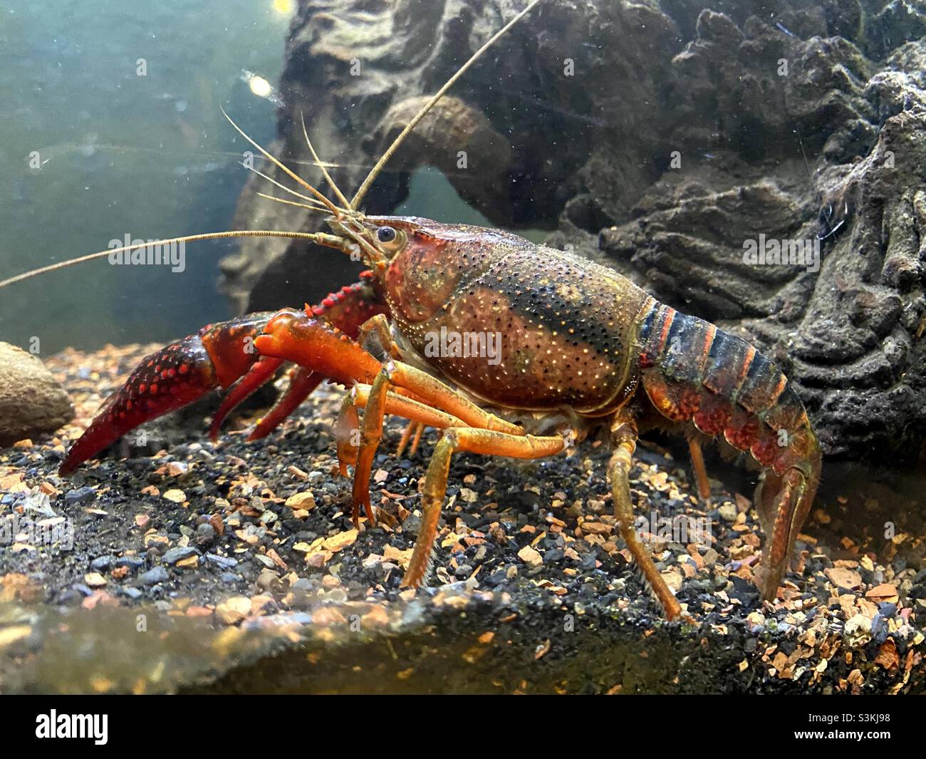 Wild crawfish hi-res stock photography and images - Alamy