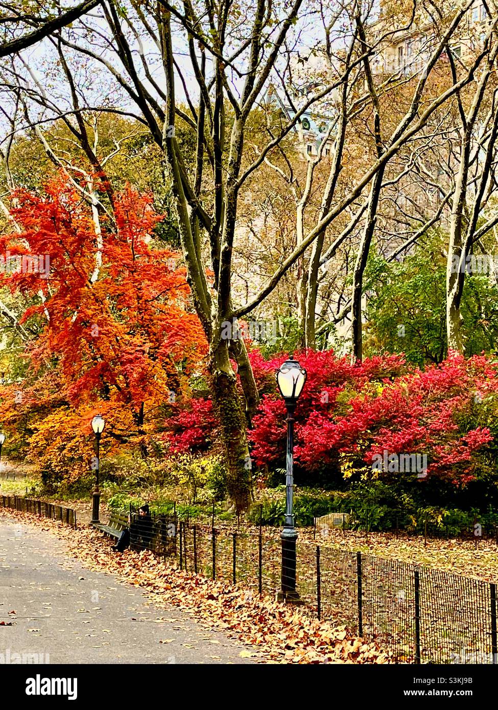 Gorgeous autumn colors on the trees in Central Park New York city Stock ...