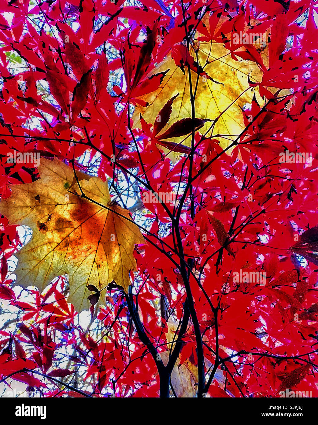 Colorful Autumn leaves Stock Photo - Alamy