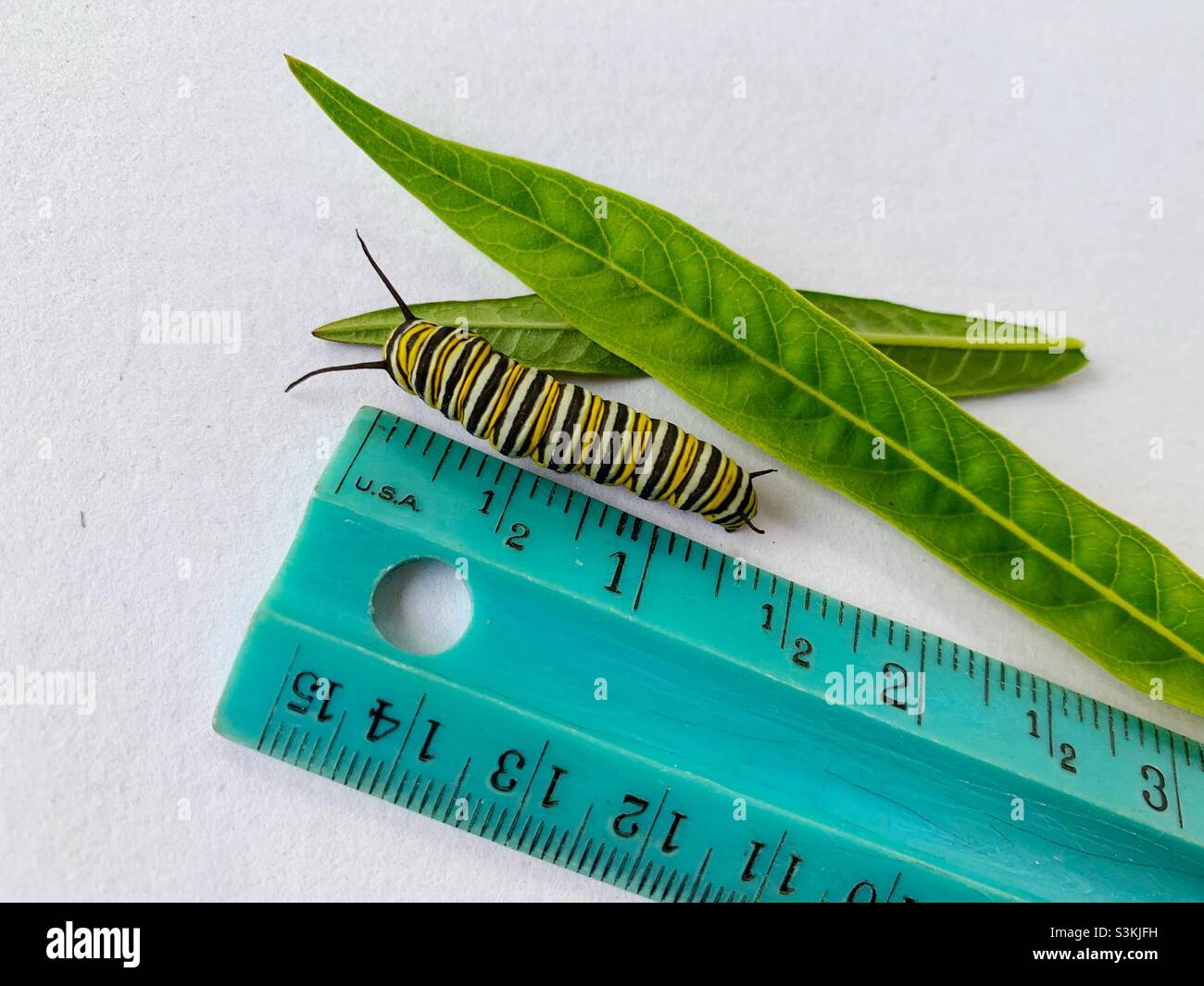 Measuring the length of a monarch caterpillar Stock Photo - Alamy