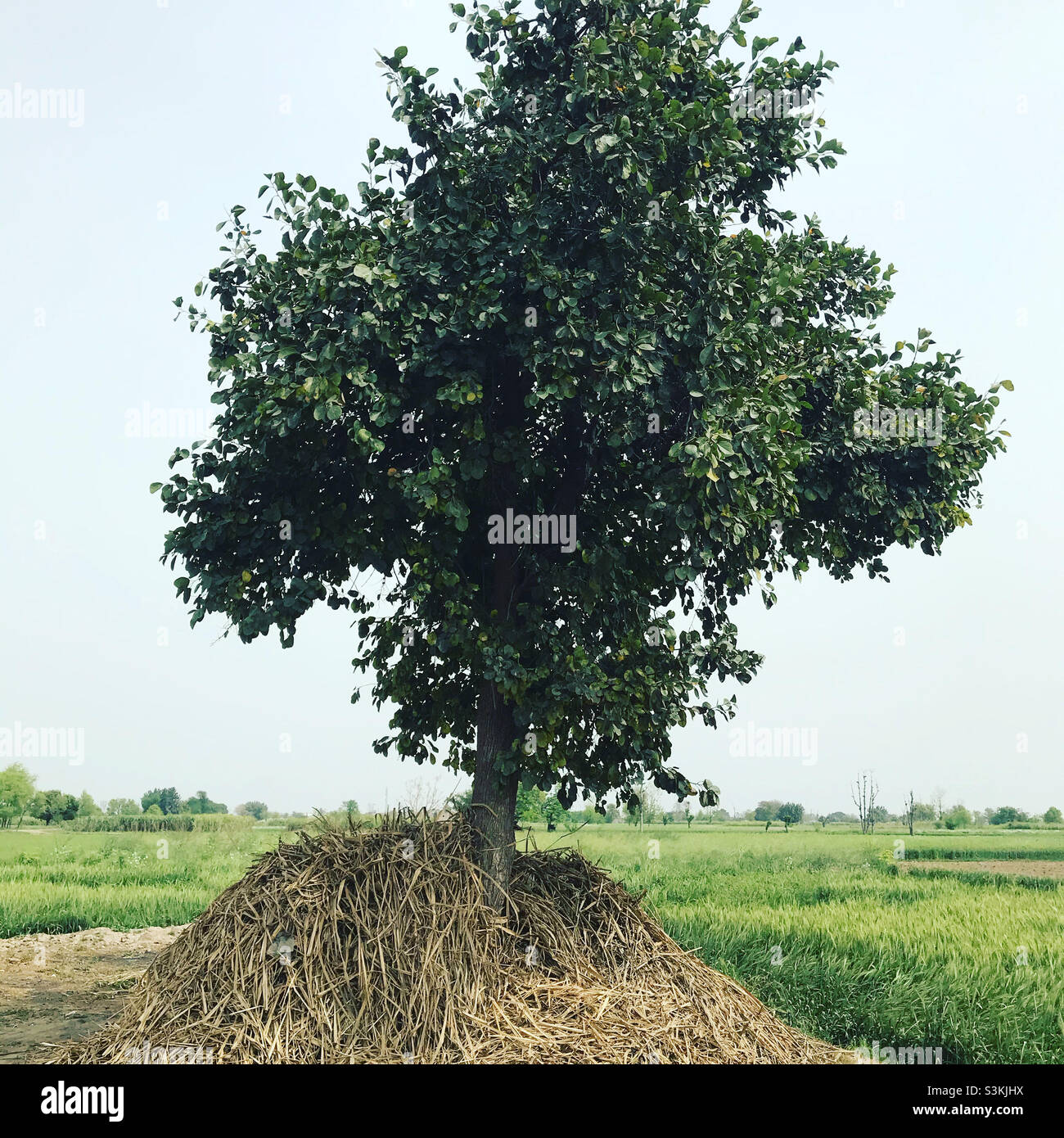 Green tree and dry grass hi-res stock photography and images - Alamy
