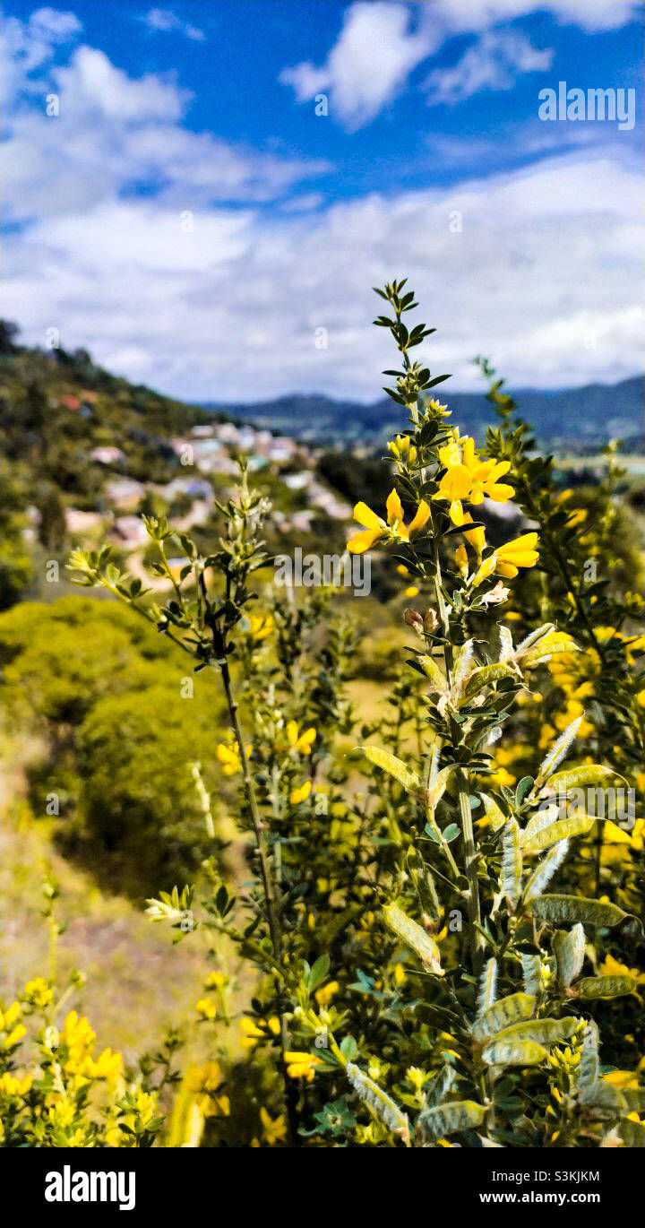 Paisaje flores hi-res stock photography and images - Alamy
