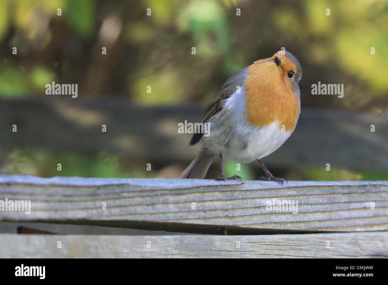 Cheeky robin hi-res stock photography and images - Alamy