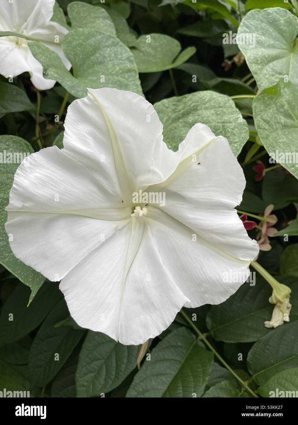 Moonflower hi-res stock photography and images - Alamy