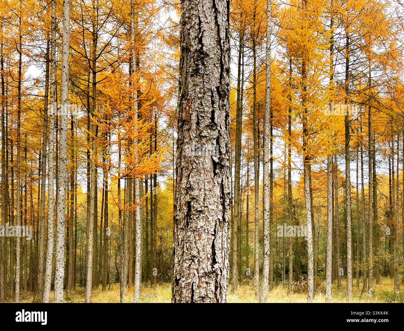 Line of trees Stock Photo - Alamy