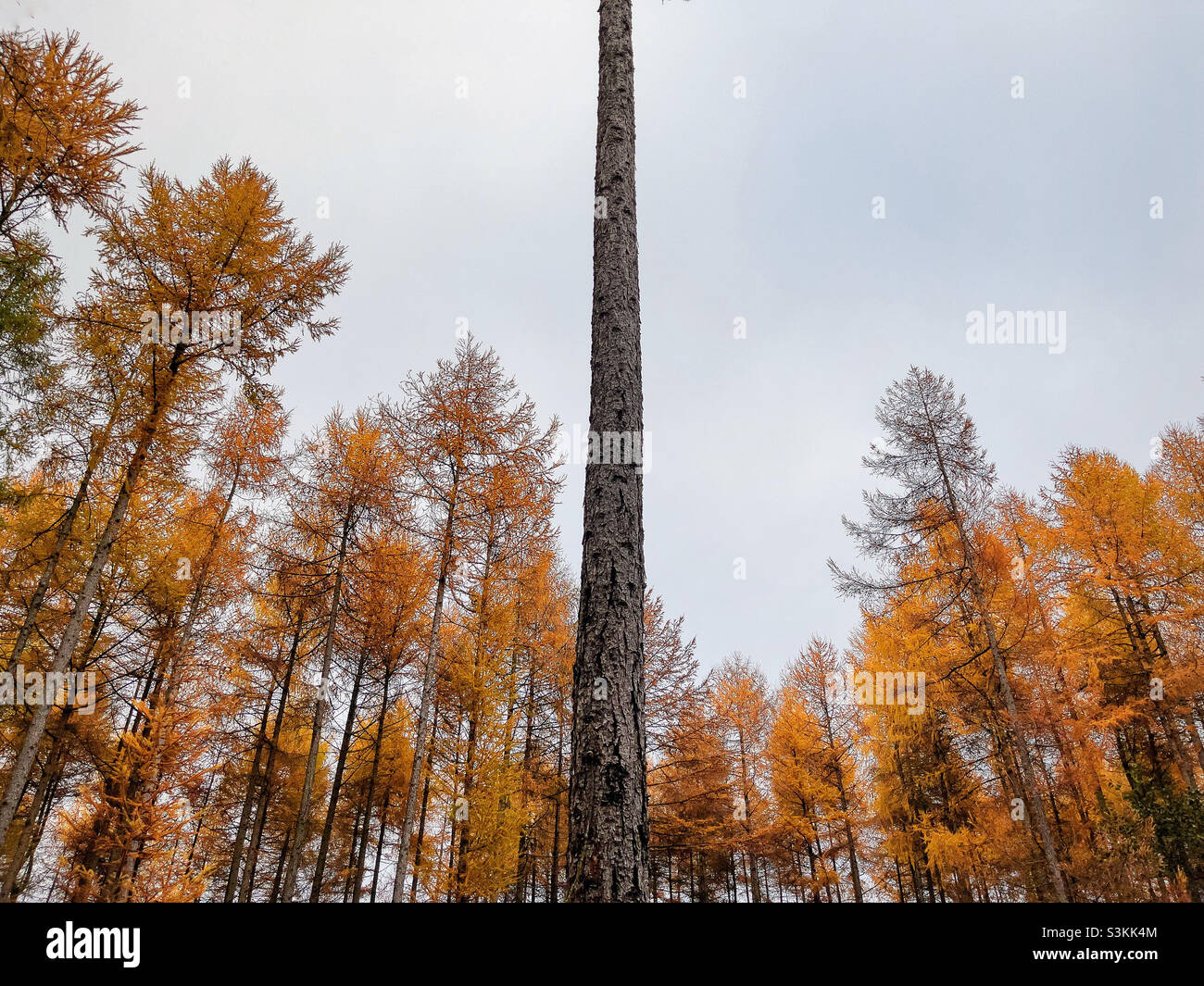 Tall wood hi-res stock photography and images - Alamy