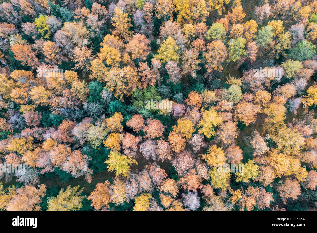 Abstract tree tops hi-res stock photography and images - Alamy