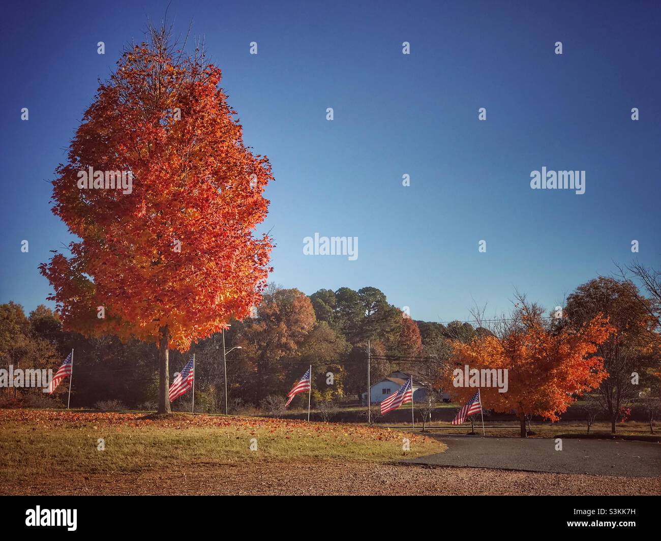 Honoring our veterans in November, American flags and golden-leafed ...
