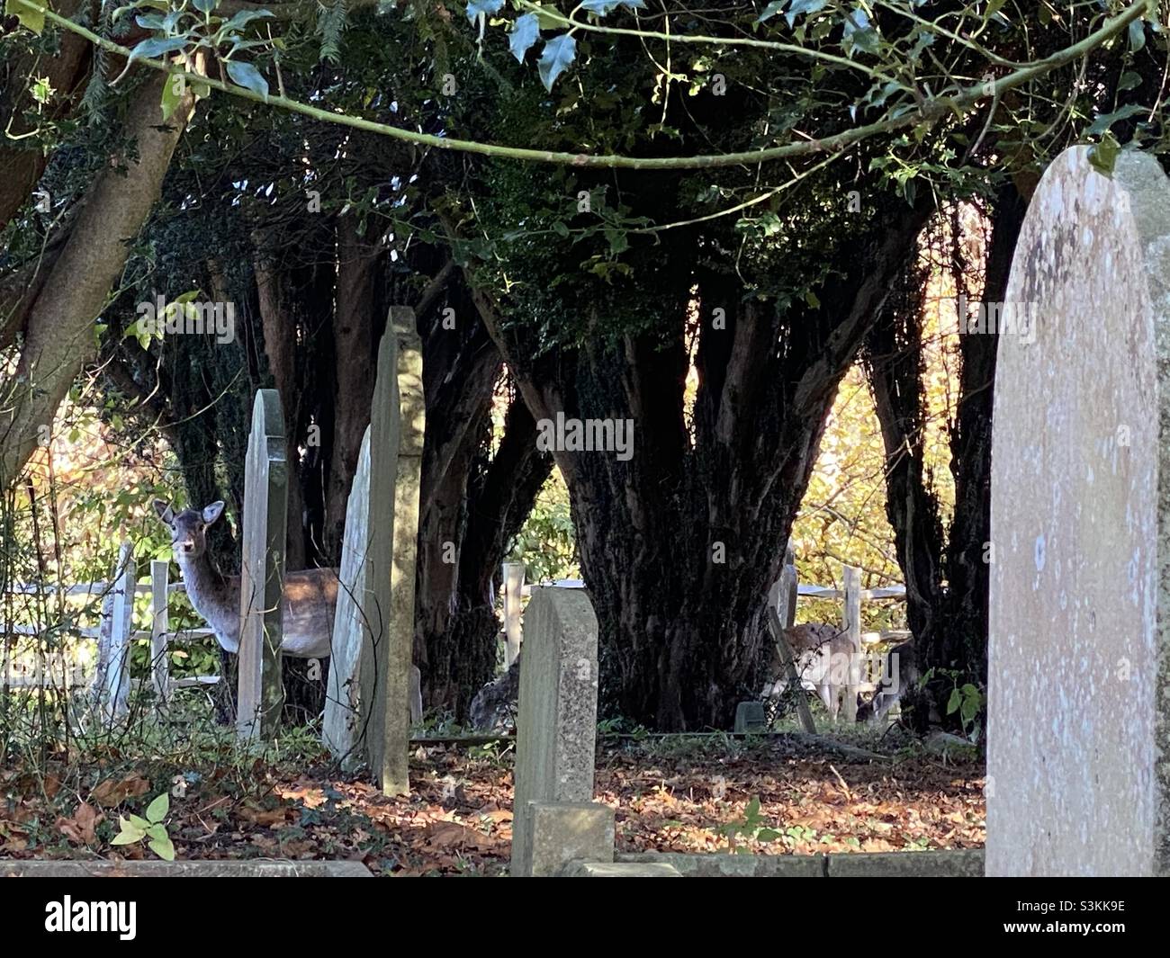 Graveyard tree hi-res stock photography and images - Alamy