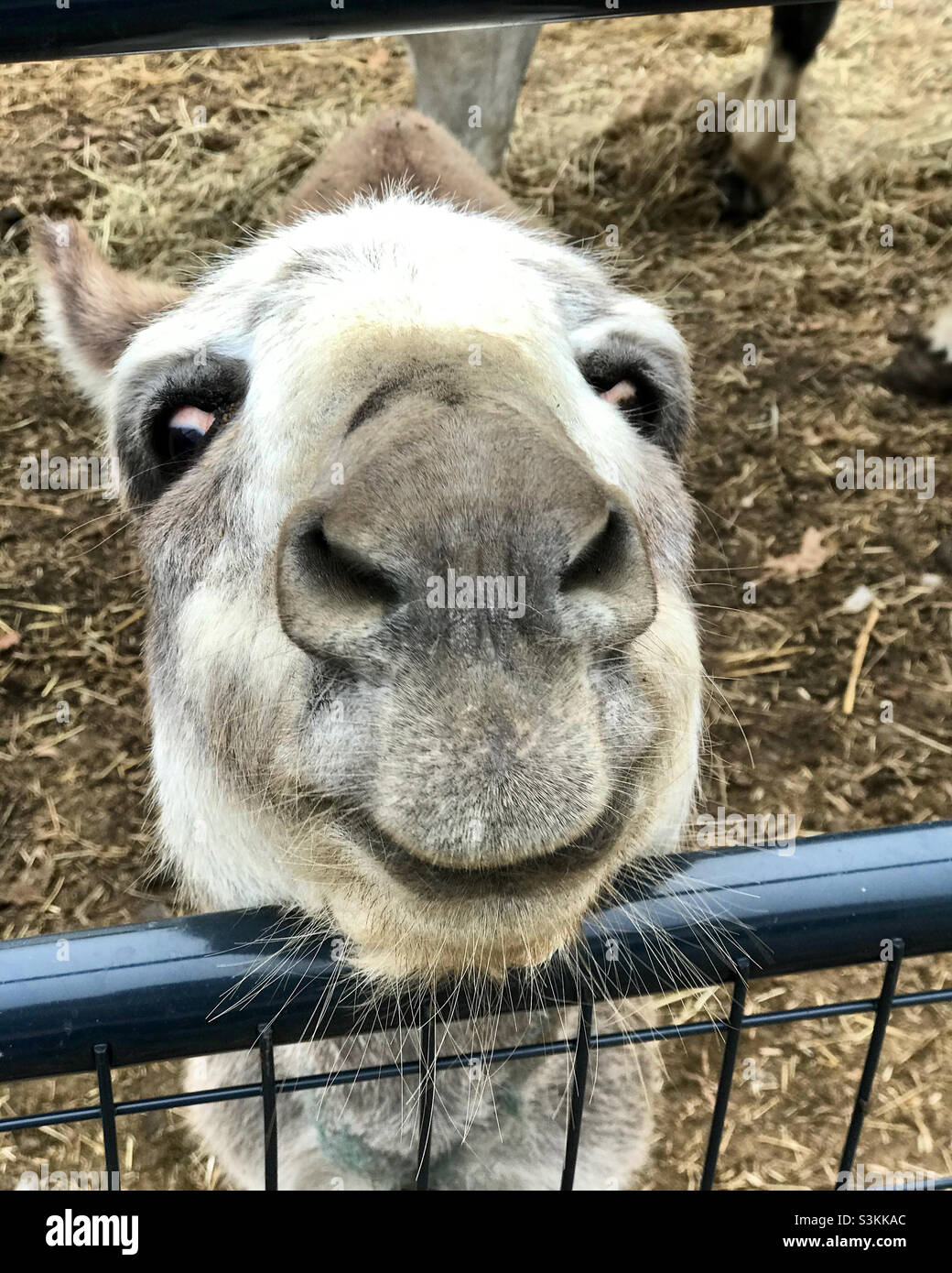 Donkey animal smile hi-res stock photography and images - Alamy