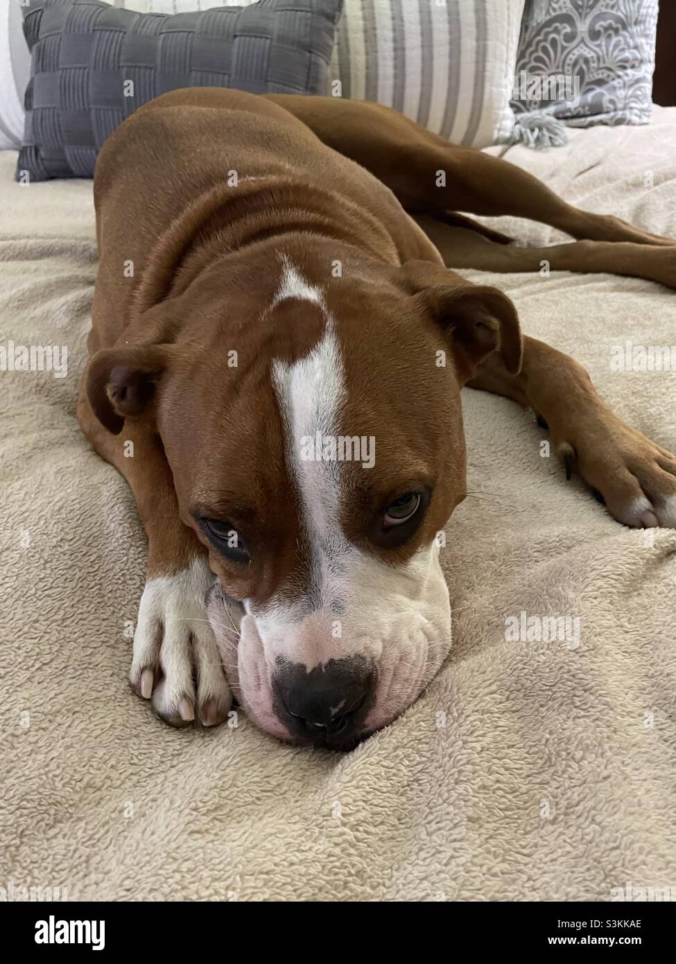 Pouting Dog High Resolution Stock Photography and Images - Alamy