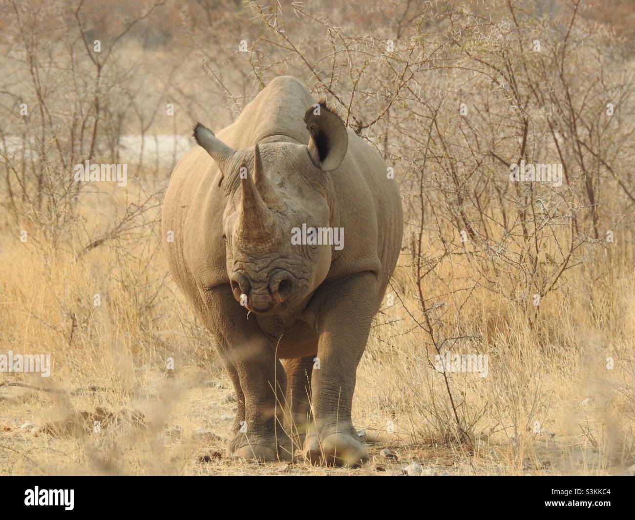 Africanwildlife hi-res stock photography and images - Alamy