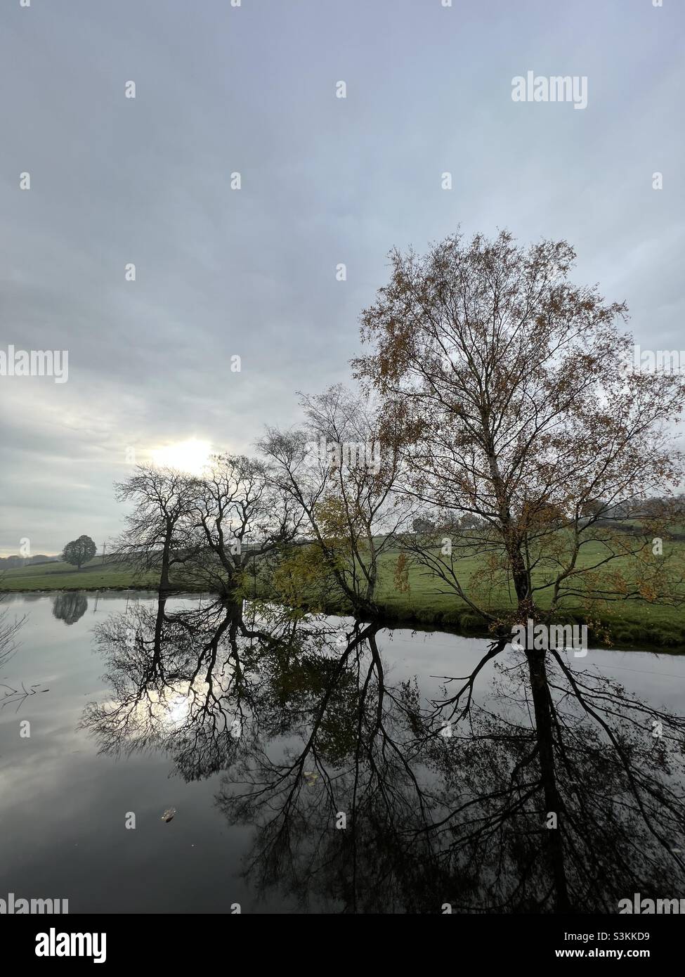 Atmospheric photograph of leafless trees perfectly reflected in the ...