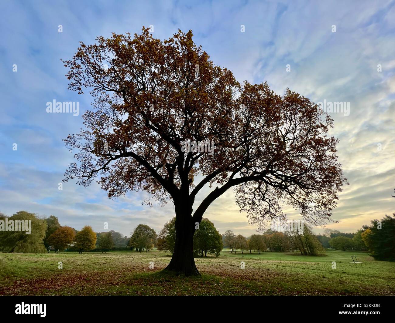 Old oak silhouette hi-res stock photography and images - Alamy
