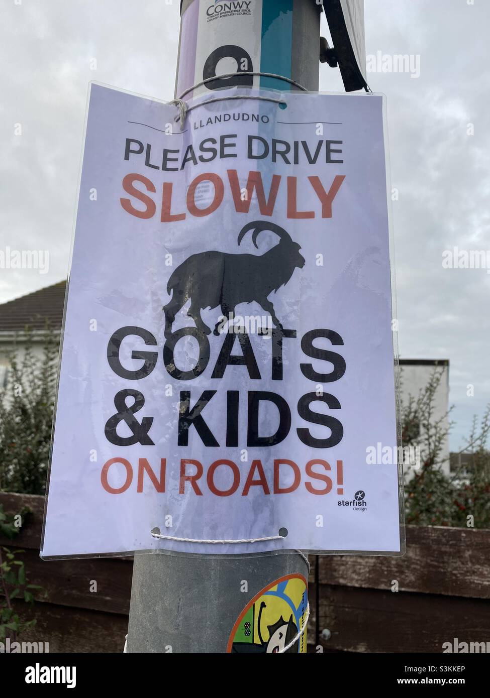 Goats and kids on roads hi-res stock photography and images - Alamy