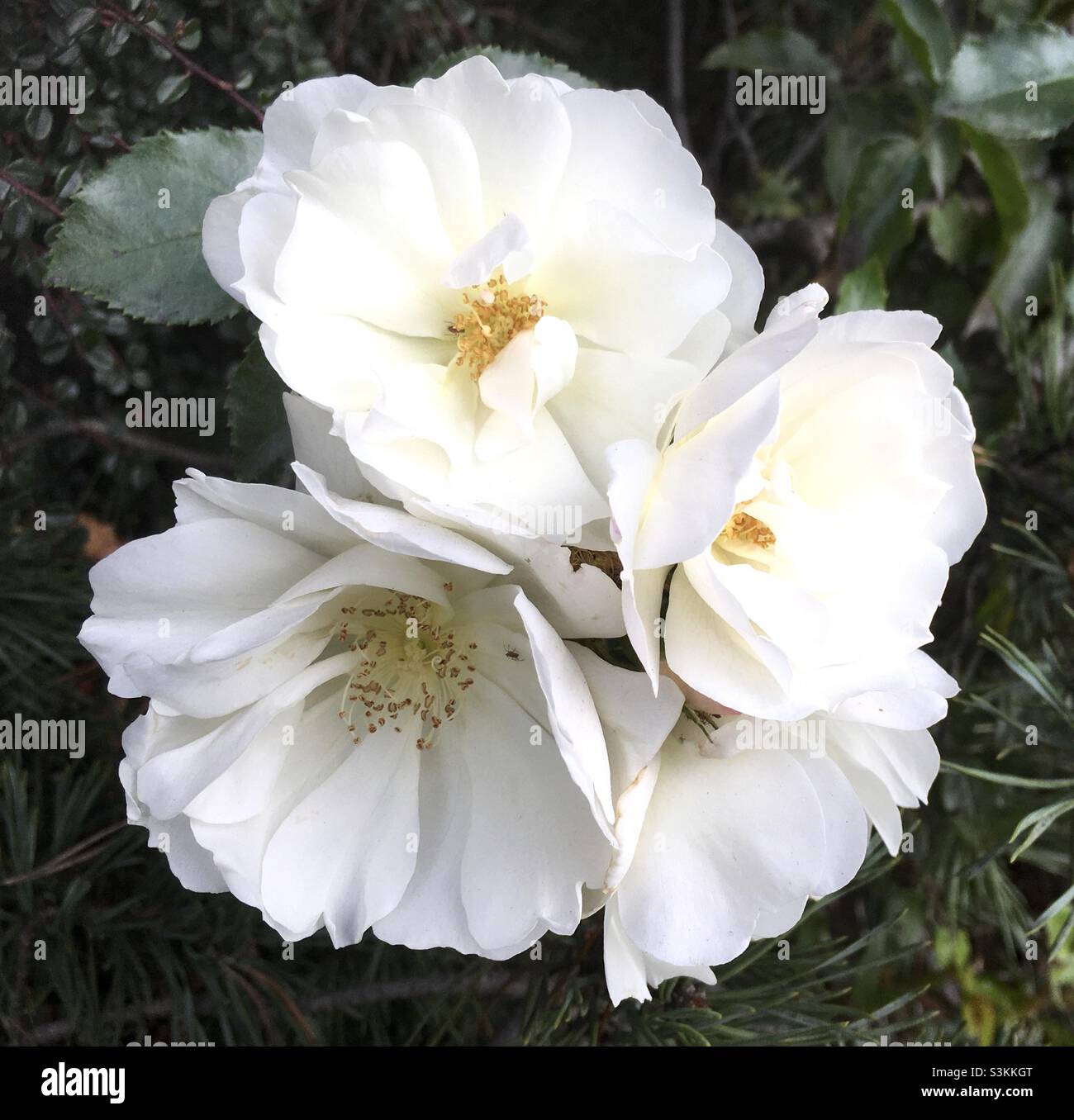 Gold and white roses hi-res stock photography and images - Alamy
