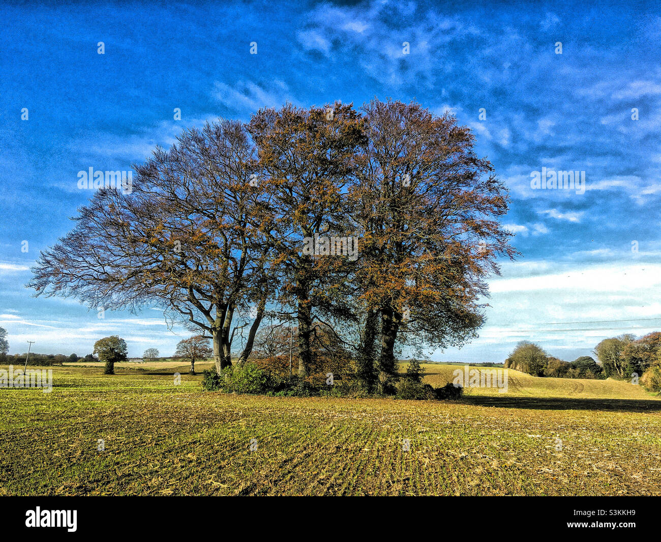 Trees in a field on Coldblow Farm, Ripple, Kent Stock Photo - Alamy