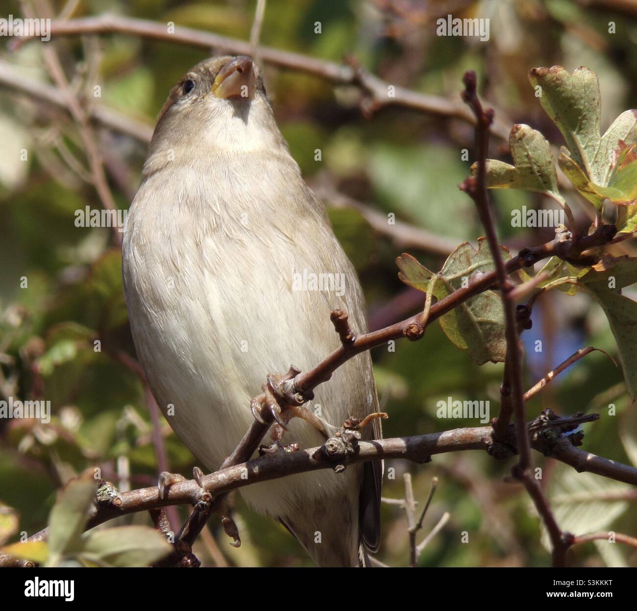 Bird peacefully sat on a tree branch Stock Photo - Alamy