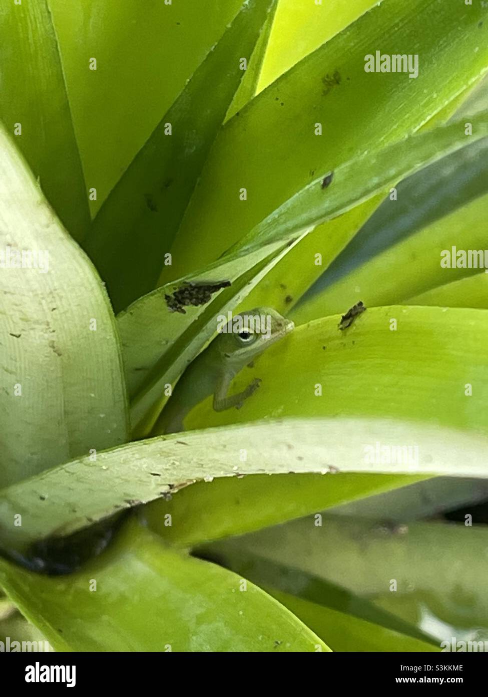 Pineapple lizard hi-res stock photography and images - Alamy