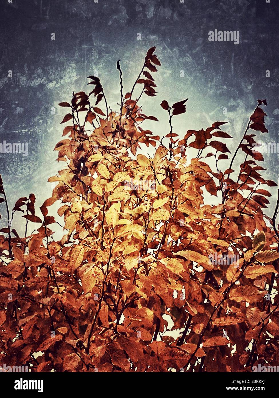 Fiery tree hi-res stock photography and images - Alamy