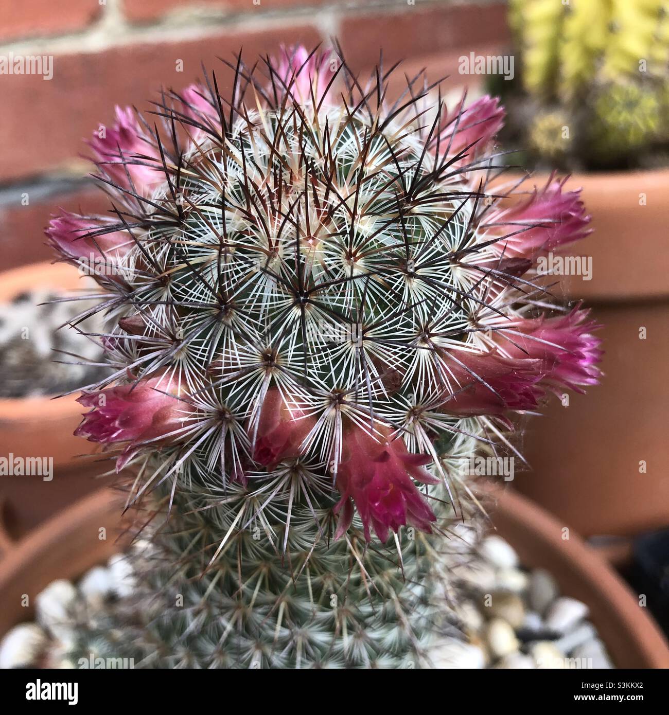 Halo of flowers hi-res stock photography and images - Alamy