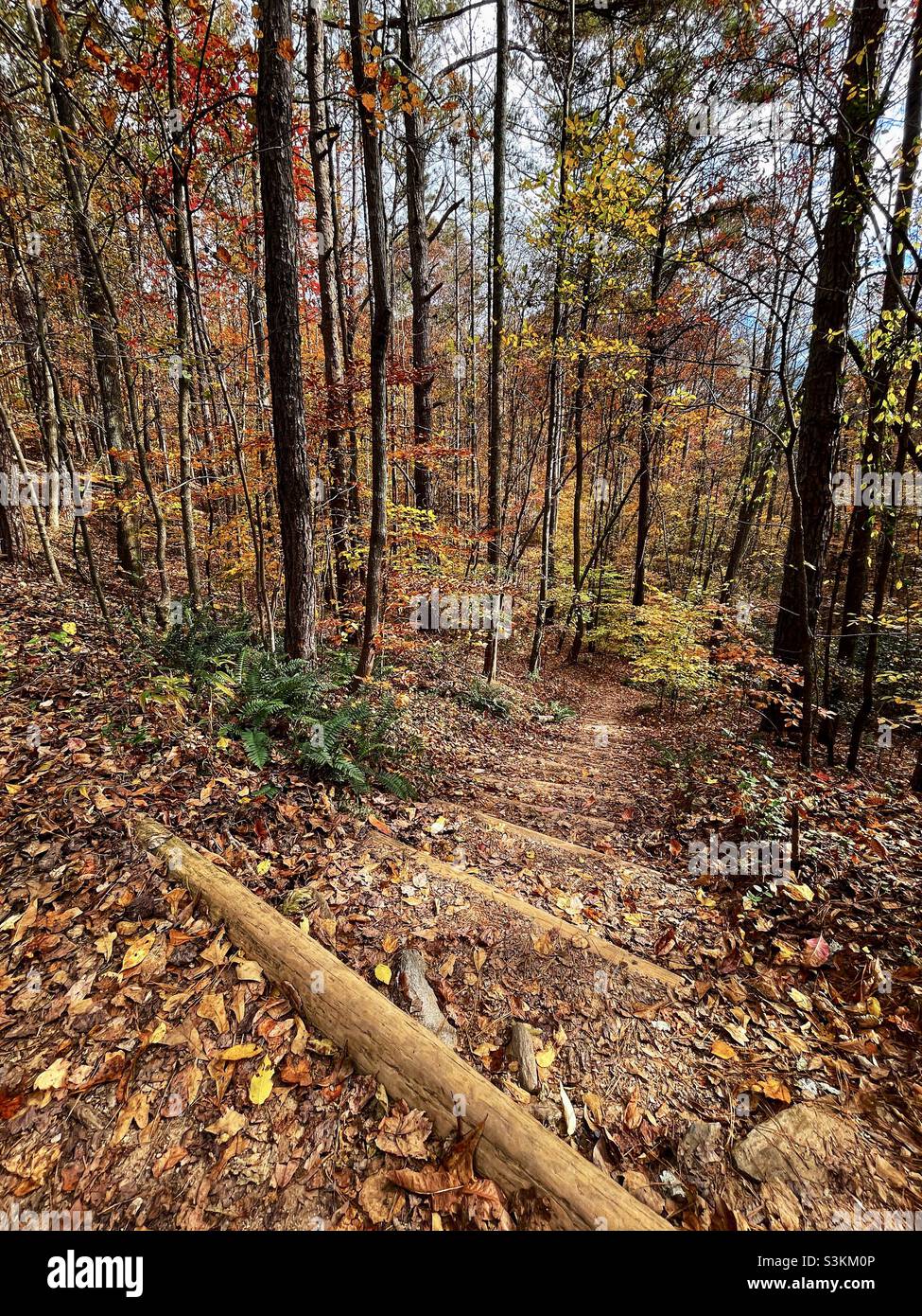 A hiking trail in the woods that is steep and log steps are provided ...