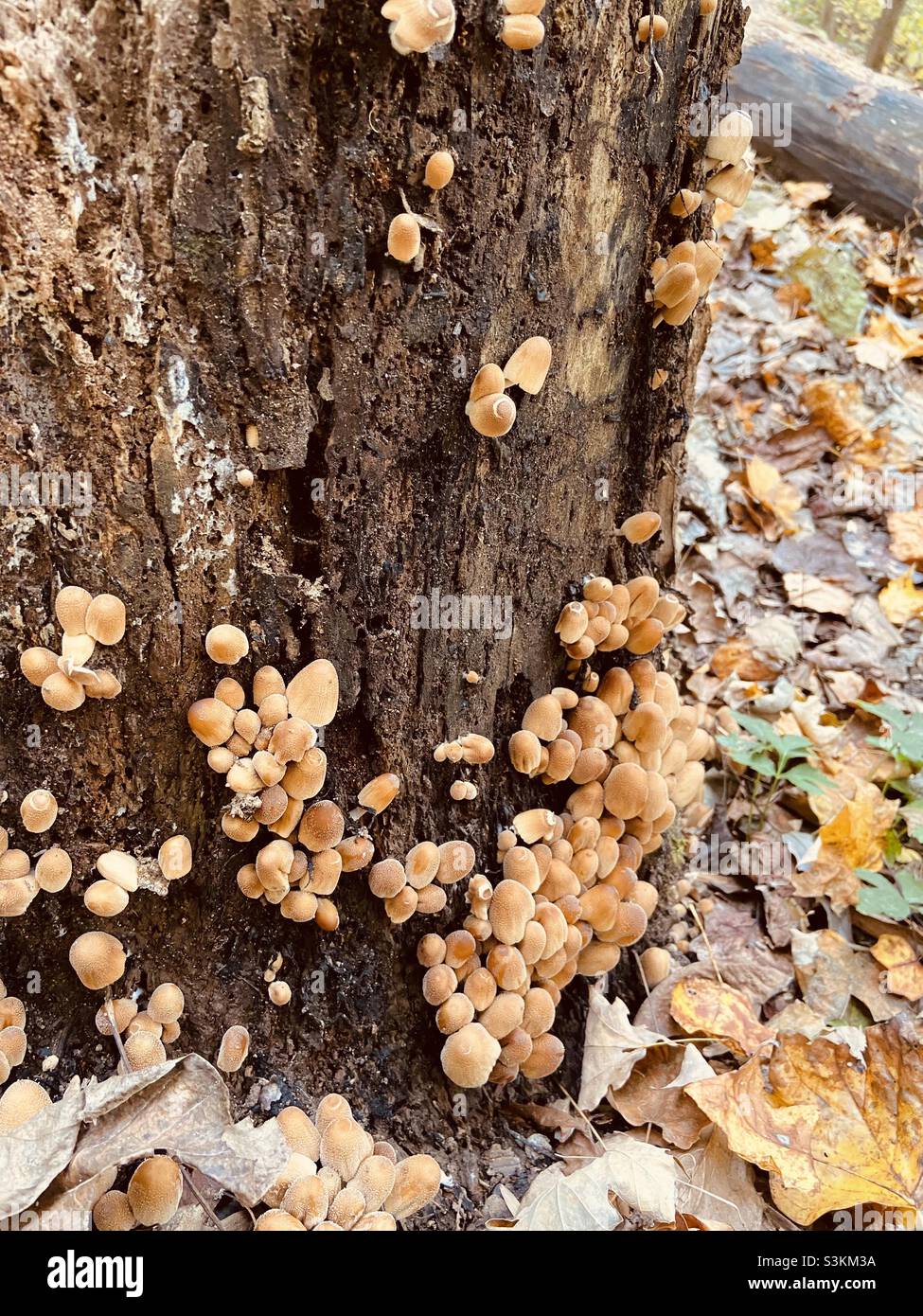 Tree mushrooms hi-res stock photography and images - Alamy