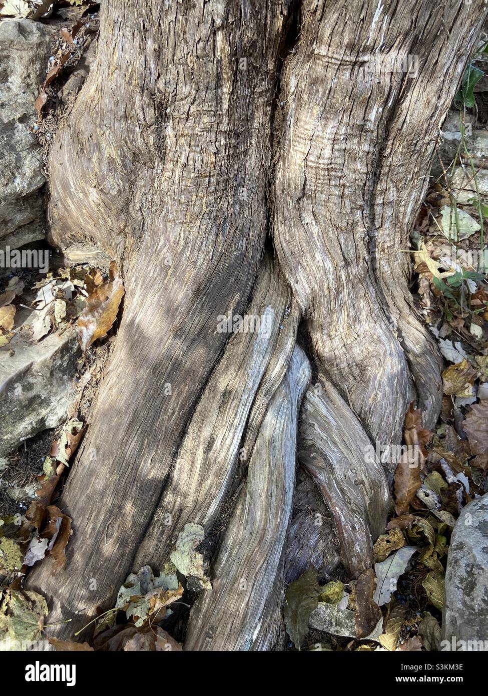 Twisted tree roots hi-res stock photography and images - Alamy