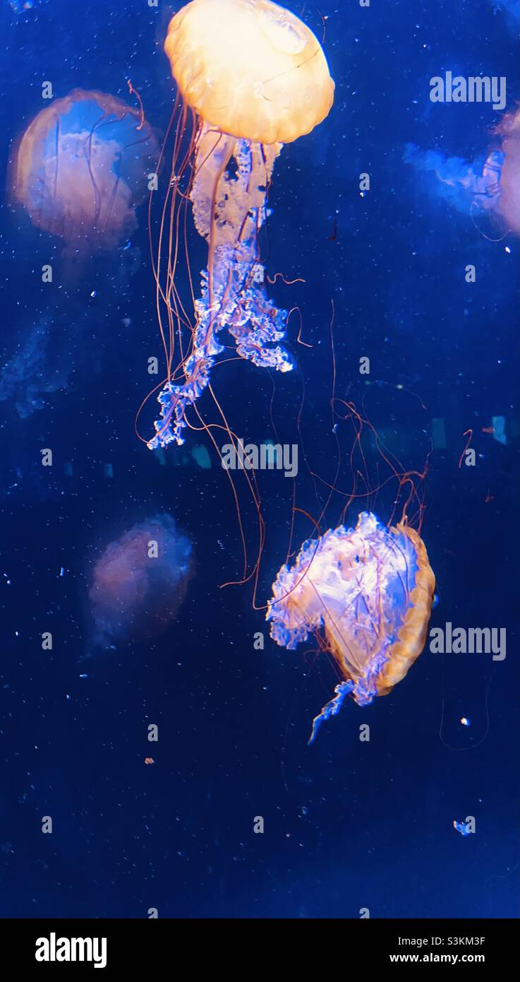 Beauty jellyfish hi-res stock photography and images - Alamy