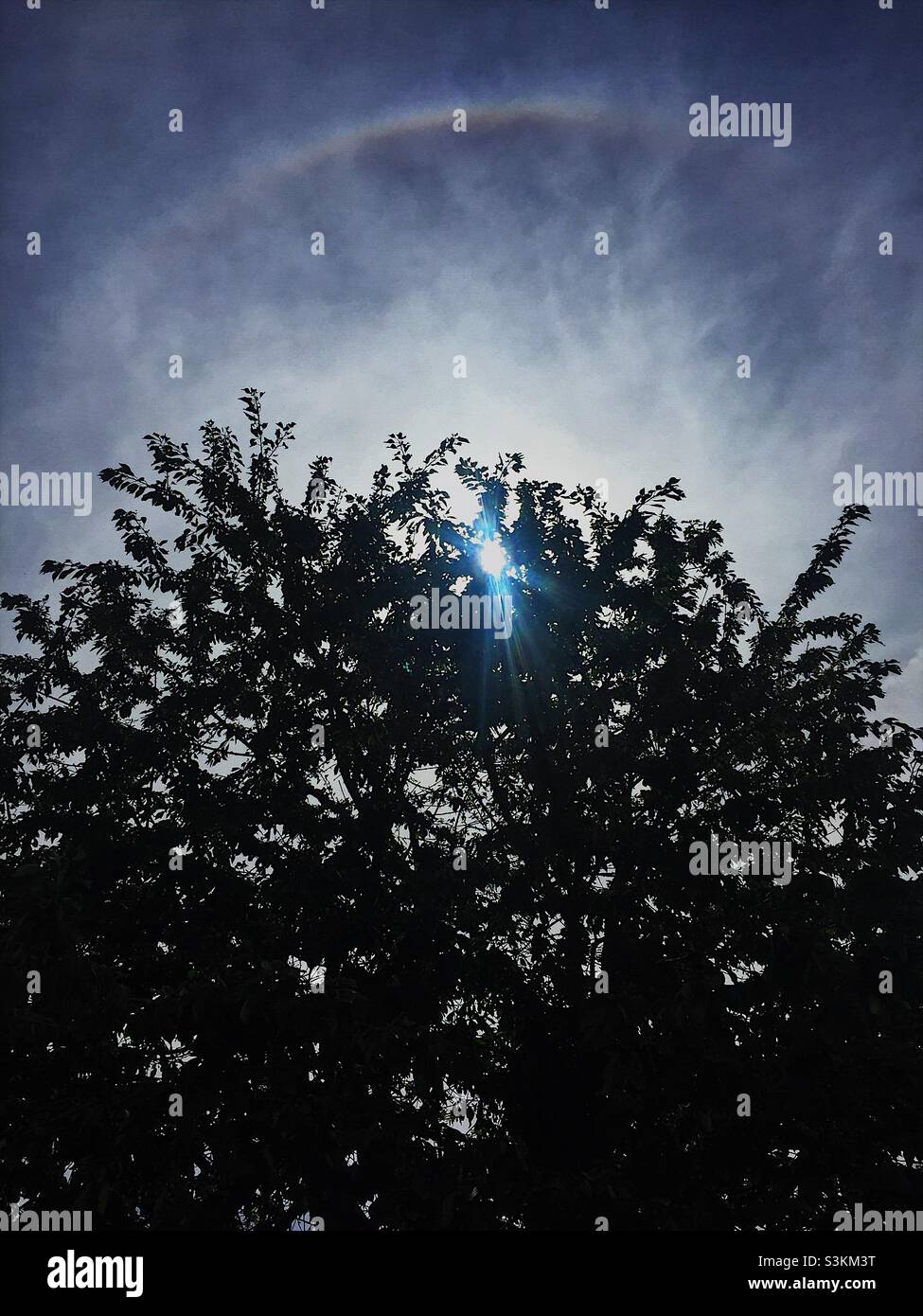 Rainbow tree hi-res stock photography and images - Alamy