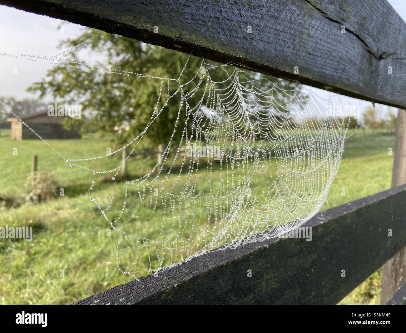 Cobweb dew sunrise hi-res stock photography and images - Alamy