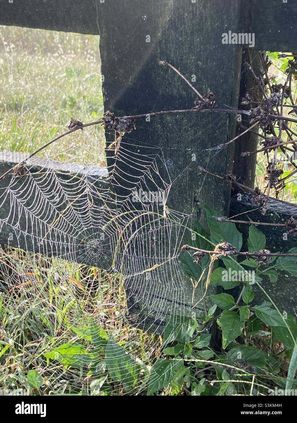 Giant Spider Web Farm