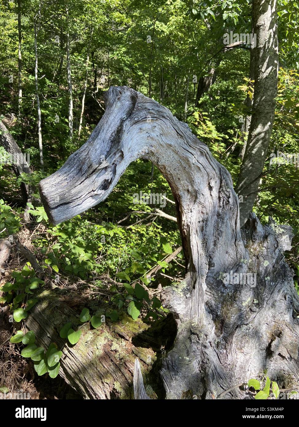 Tree stump that resembles horse head in Kentucky woods Stock Photo - Alamy