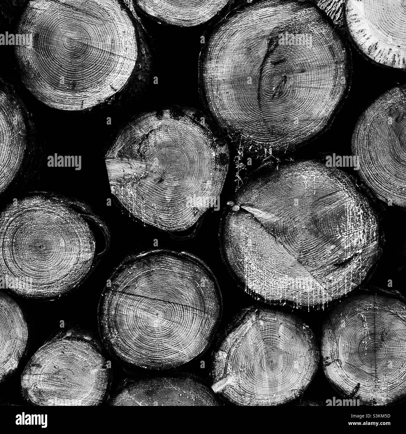 Stack of tree logs Black and White Stock Photos & Images - Alamy