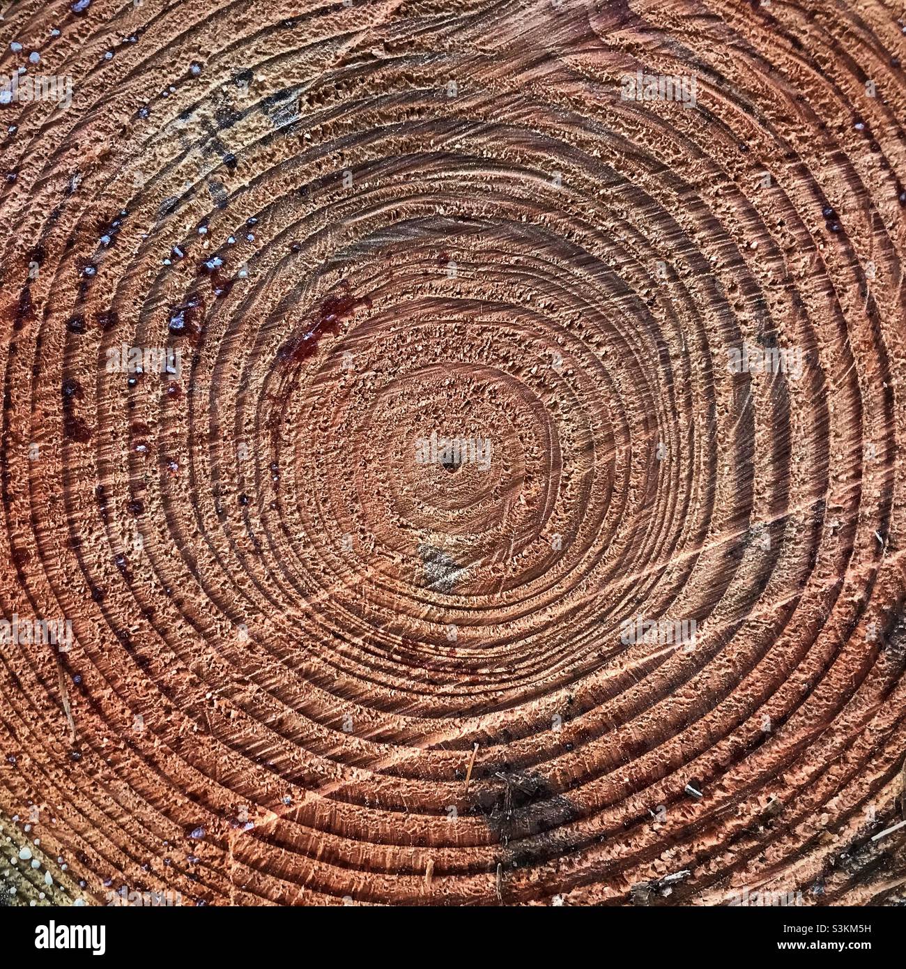 Tree rings age hi-res stock photography and images - Alamy