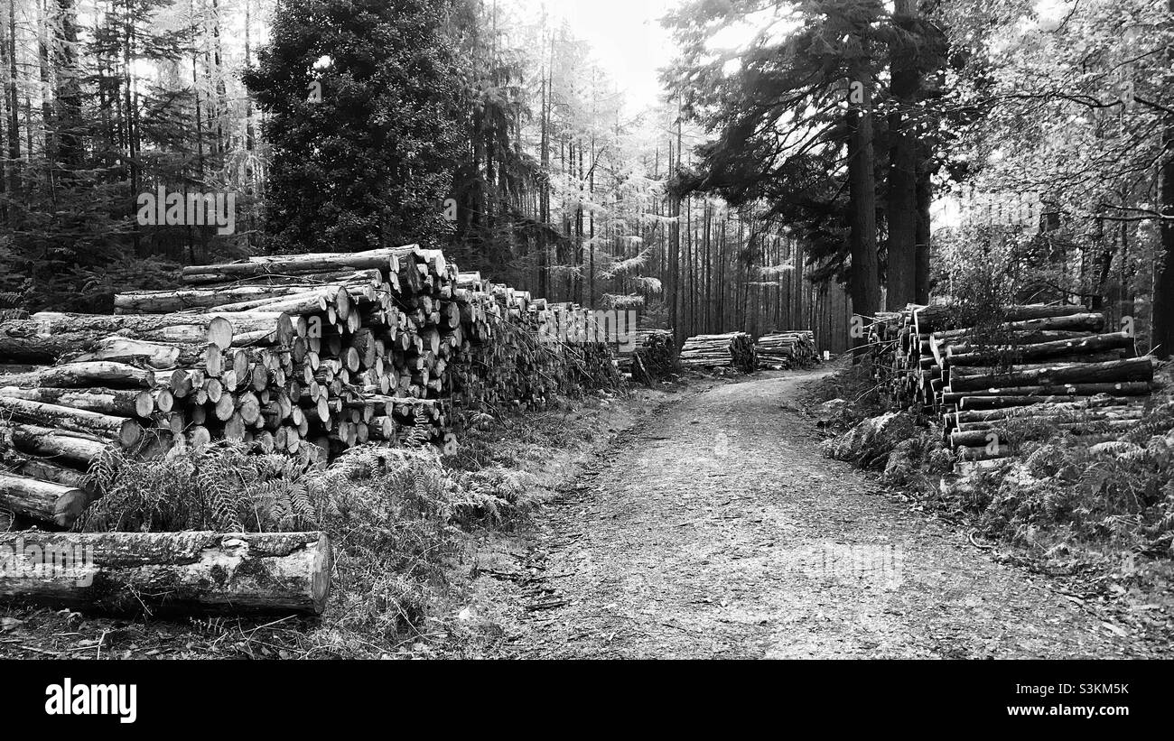 Harvesting of timber Black and White Stock Photos & Images - Alamy