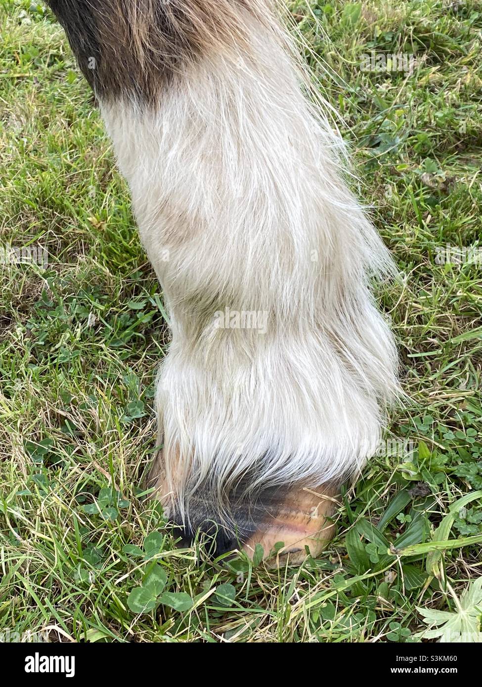 Hoof stand hi-res stock photography and images - Alamy