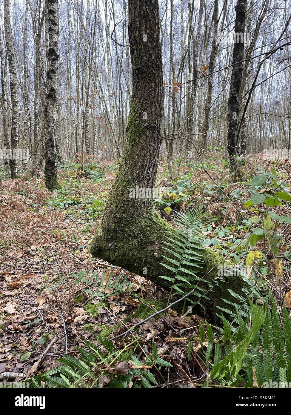 Trunk bend hi-res stock photography and images - Alamy