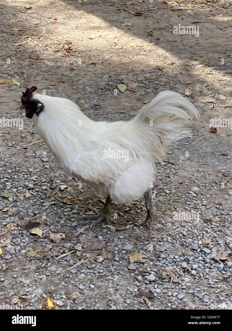 White rooster hi-res stock photography and images - Alamy