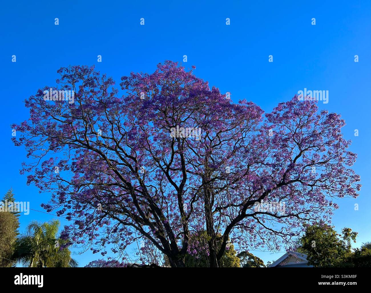 Jacaranda Tree In Bloom High Resolution Stock Photography and Images ...
