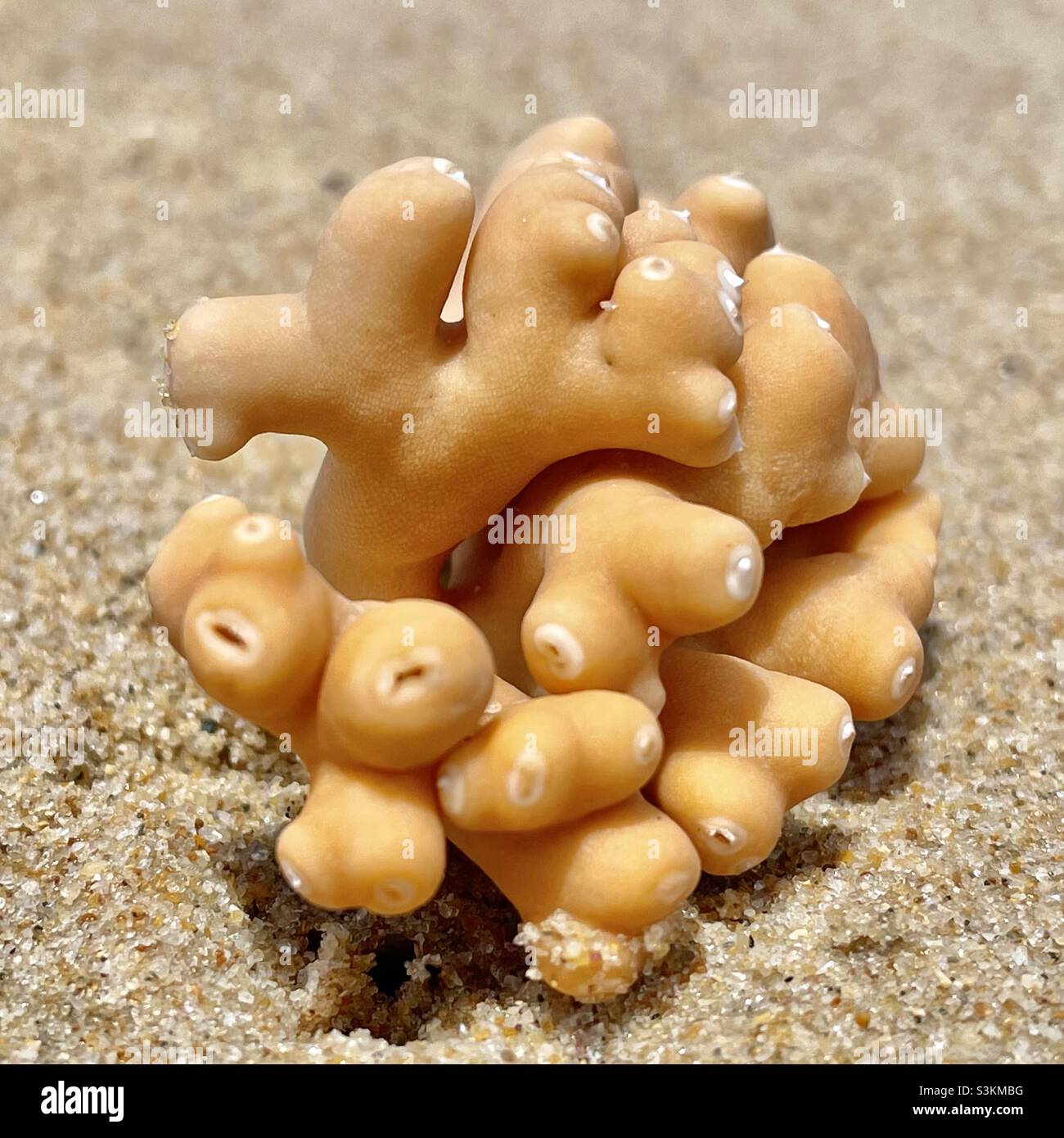 Dry Coral High Resolution Stock Photography and Images - Alamy