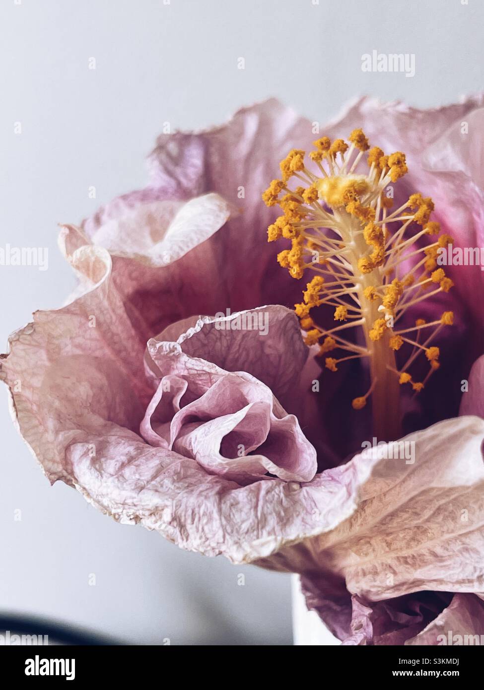 Dying flower hi-res stock photography and images - Alamy