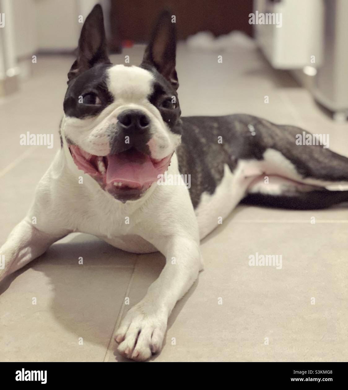 Joyful terrier hi-res stock photography and images - Alamy