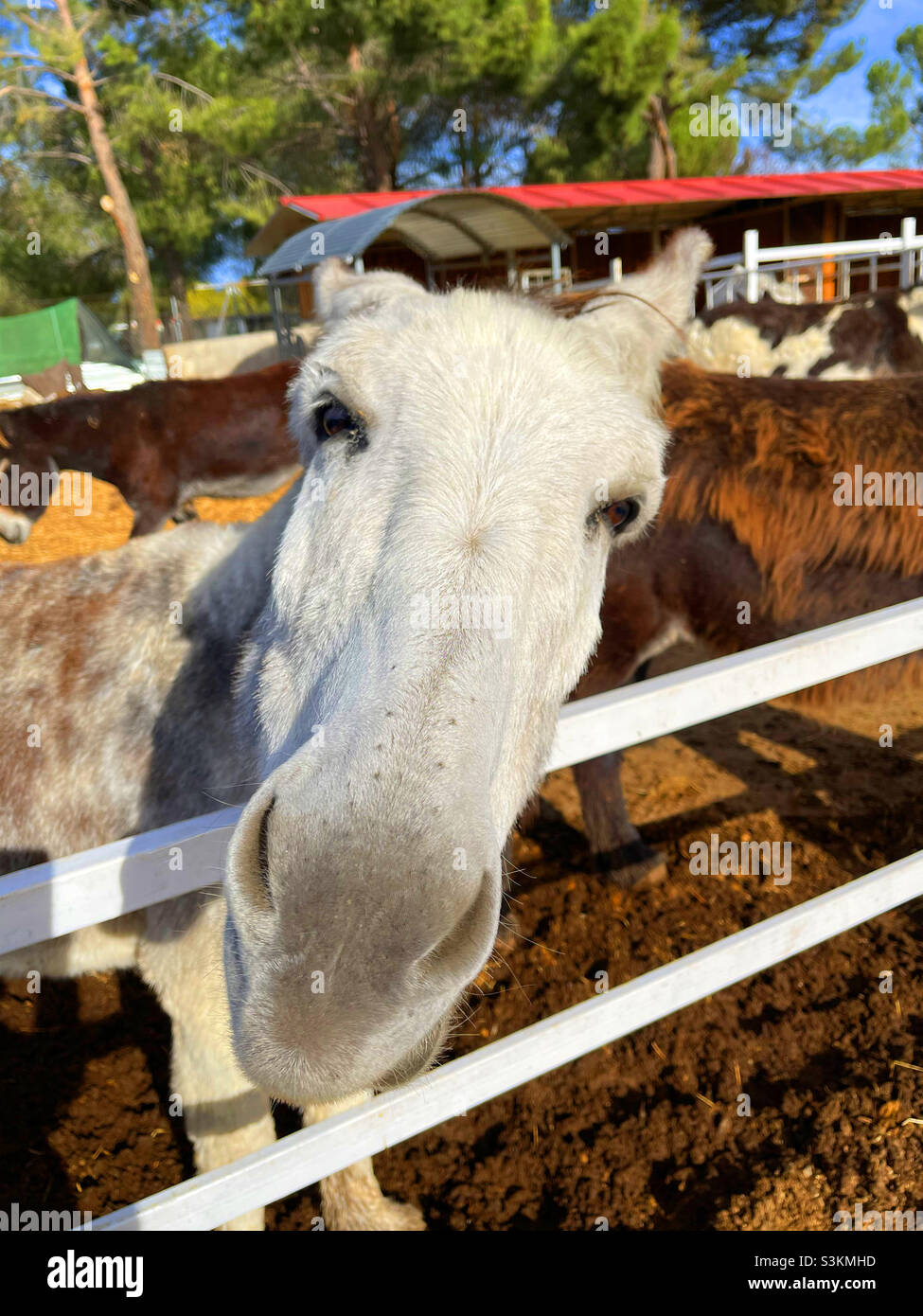 Farm animal view up view hi-res stock photography and images - Alamy
