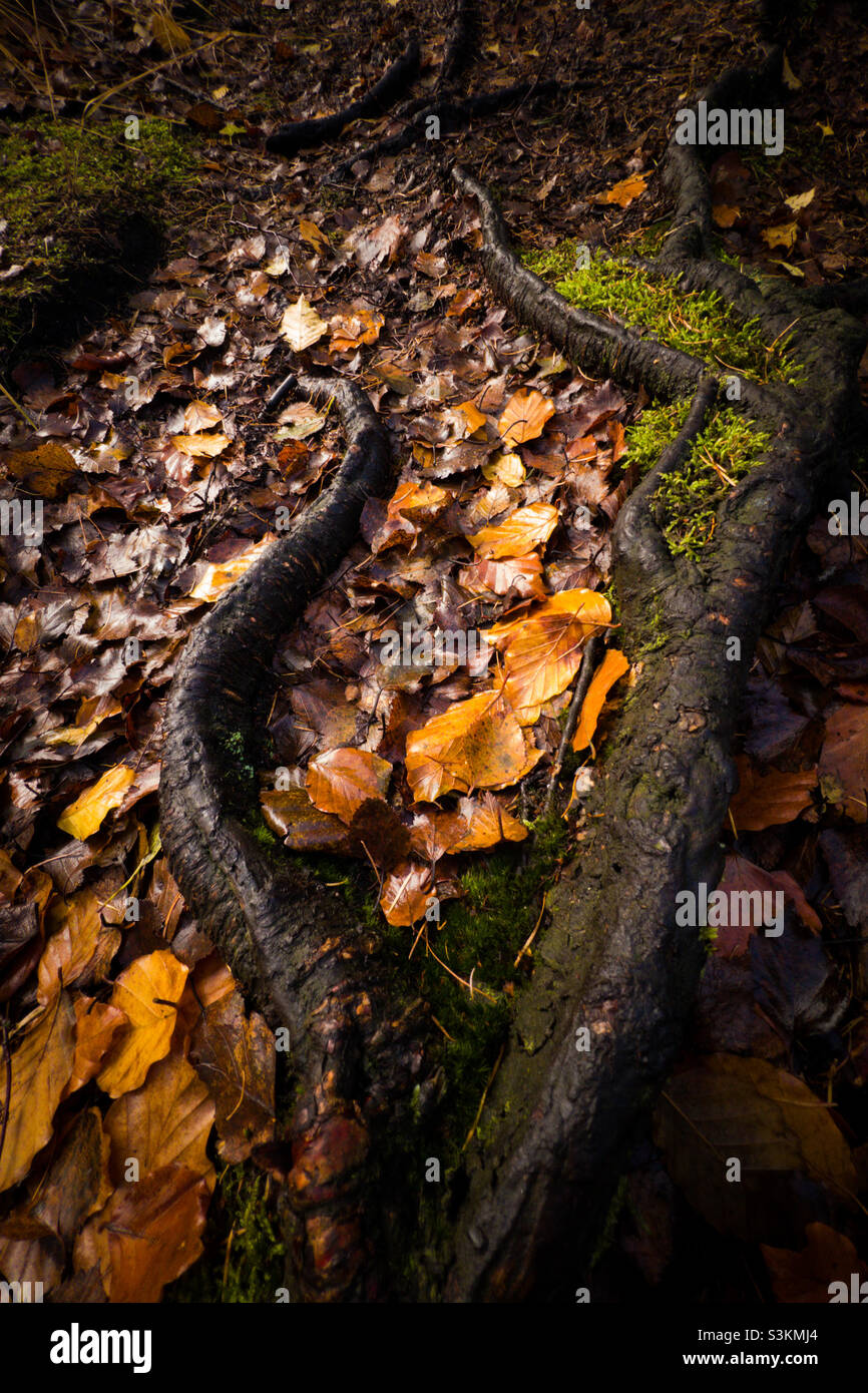 Golden tree roots hi-res stock photography and images - Alamy
