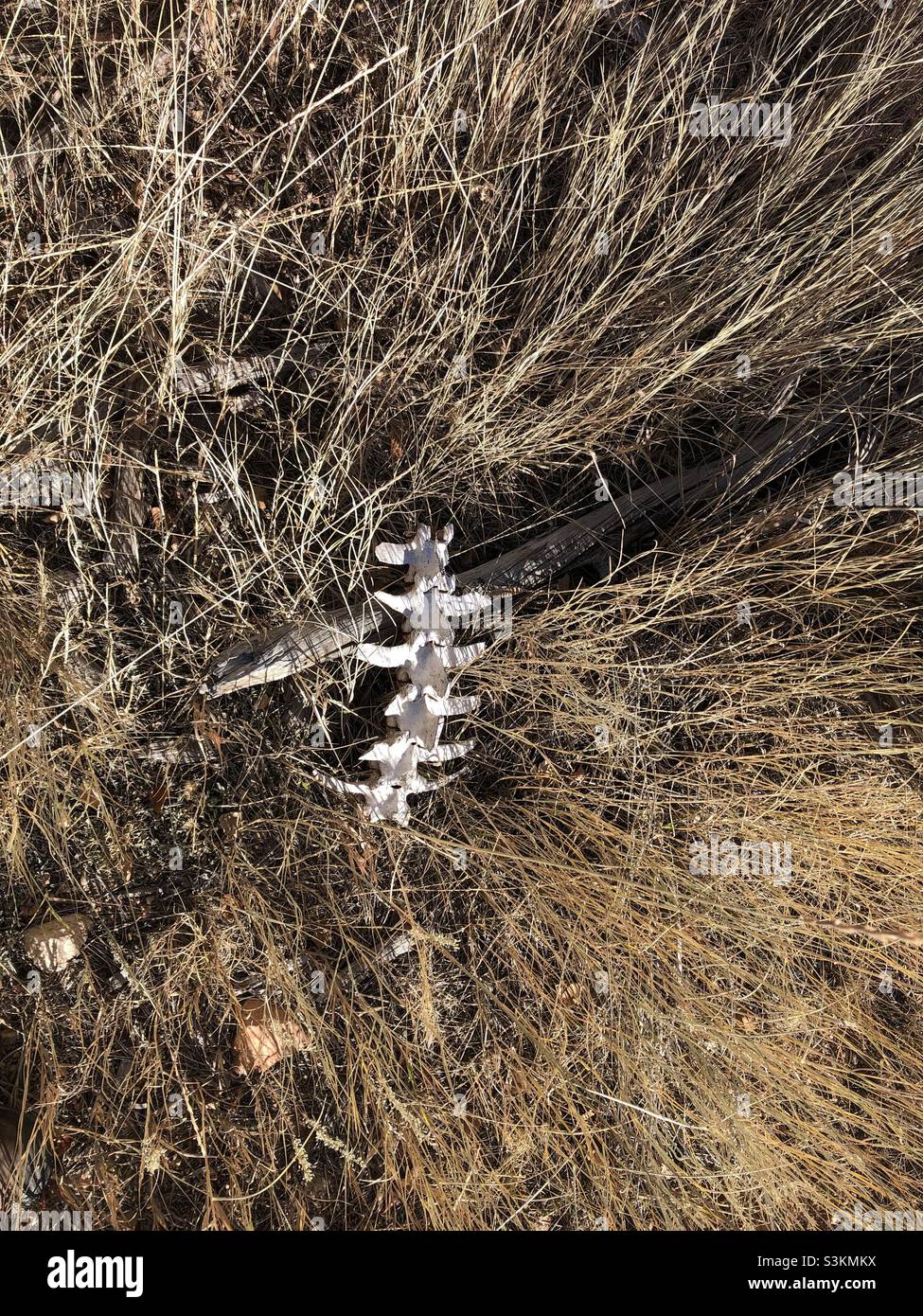 Spine spinal hi-res stock photography and images - Alamy