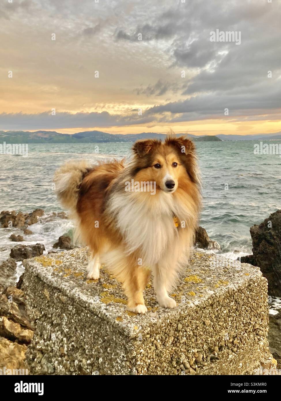Dog sunrise hi-res stock photography and images - Alamy