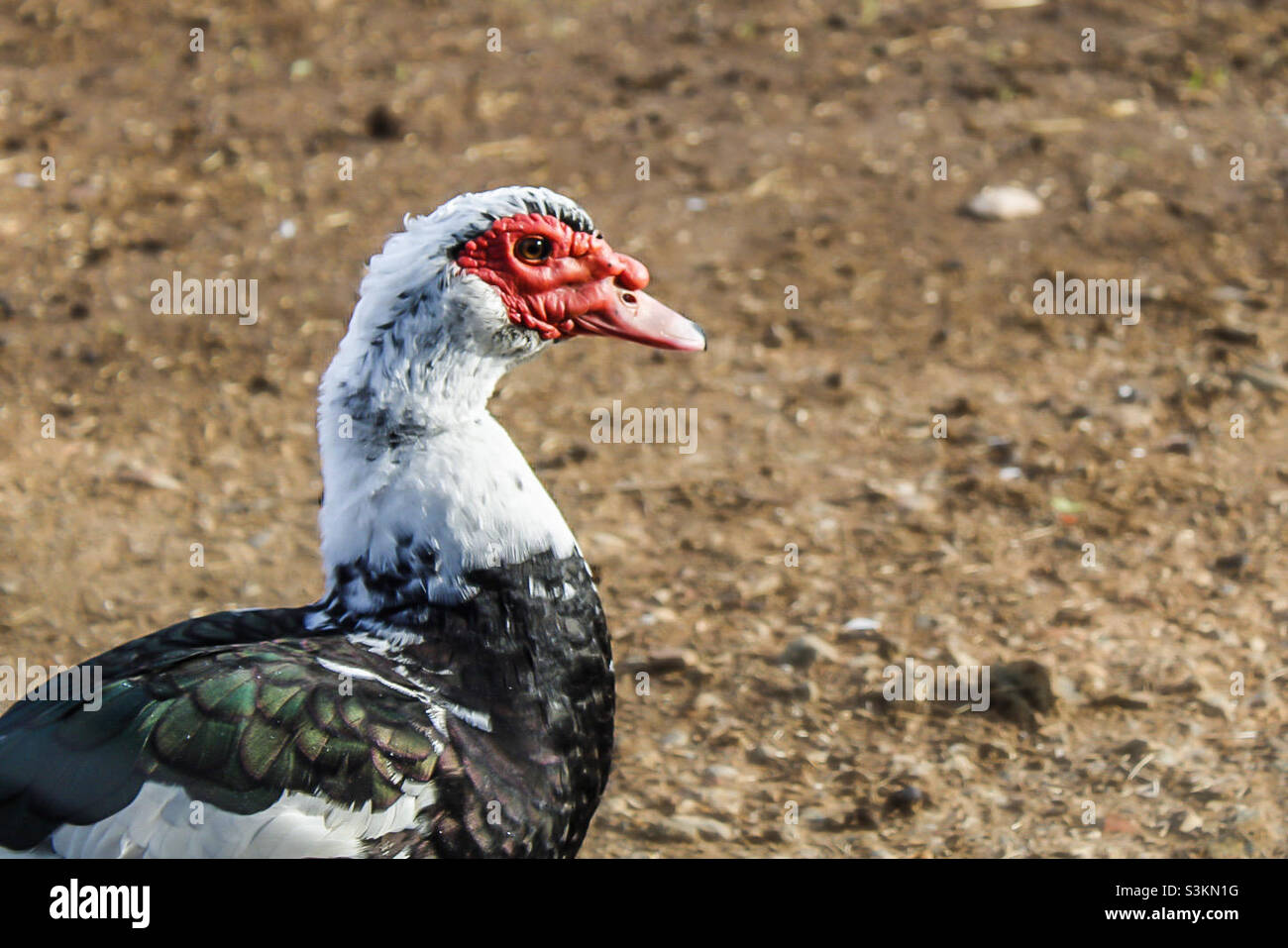White Duck Red Face High Resolution Stock Photography and Images - Alamy