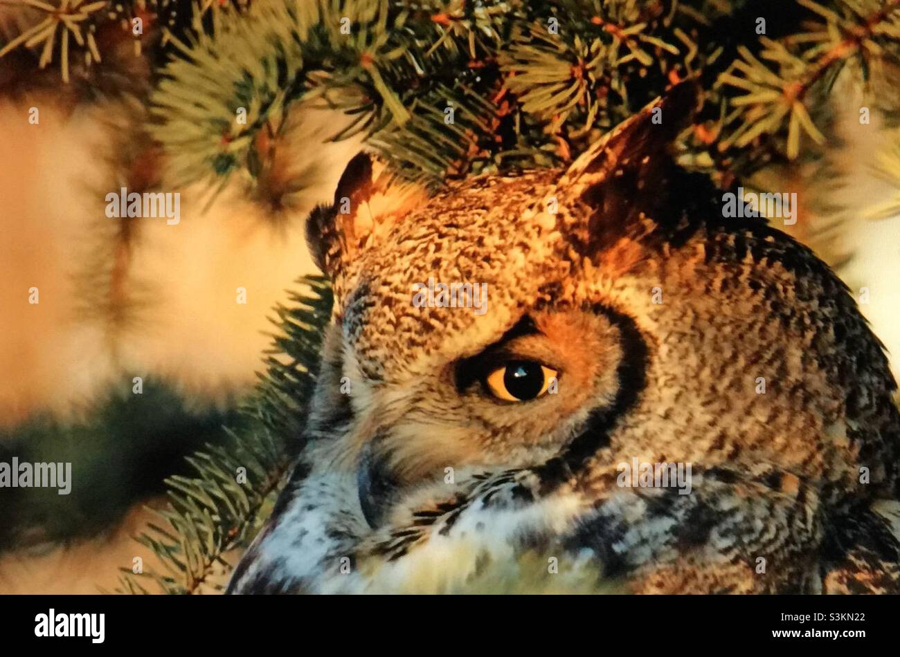 Birds of North America, Great Horned Owl, bubo virginianus, tiger owl ...